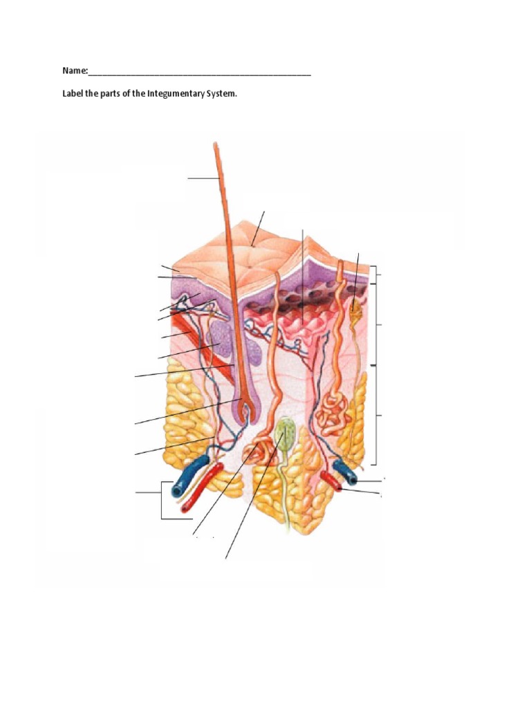 Name: - Label The Parts of The Integumentary System | PDF