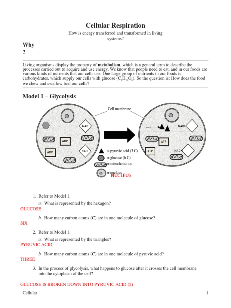 Answer Key Cellular Respiration Pogil | PDF | Cellular Respiration ... Answer Key Cellular Respiration Pogil | PDF | Cellular Respiration ...