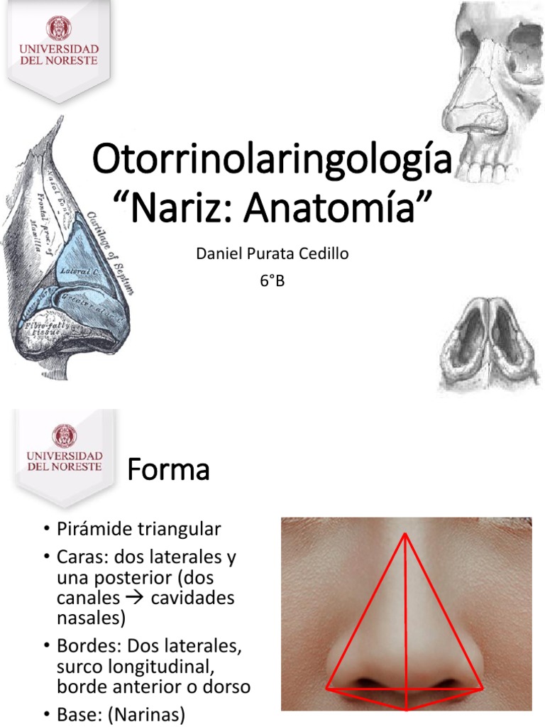 Anatomia de Nariz y Senos Paranasales | PDF | Anatomía humana | Cara
