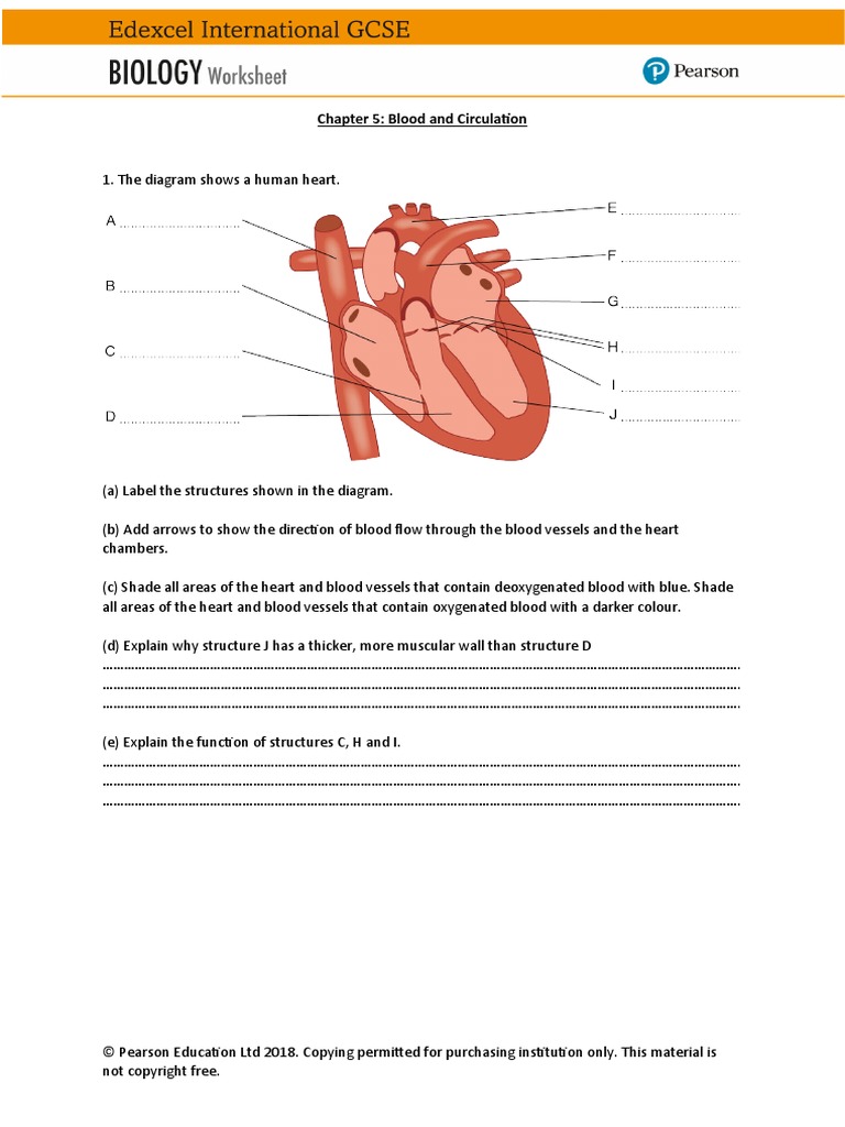 Chapter 5: Blood and Circulation | PDF | Vein | Immune System