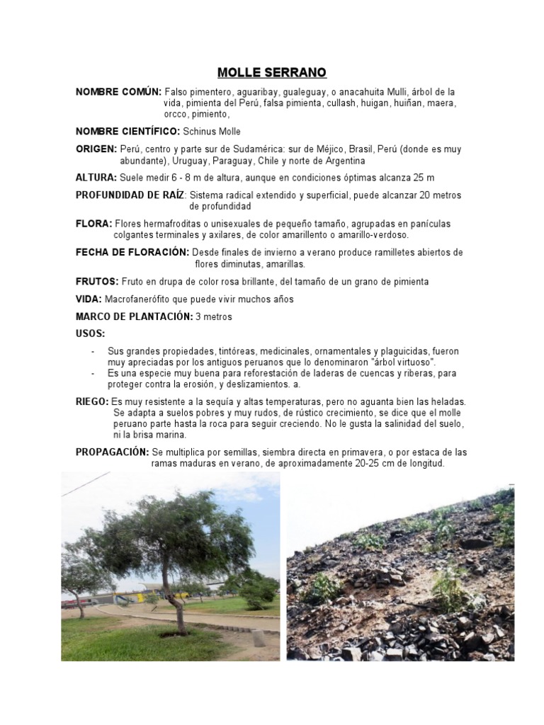 Características del Molle Serrano | PDF | Plantas | Arboles