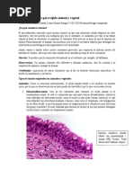 Tinción Verde Metilo-PIRO | PDF | Tinción | Adn