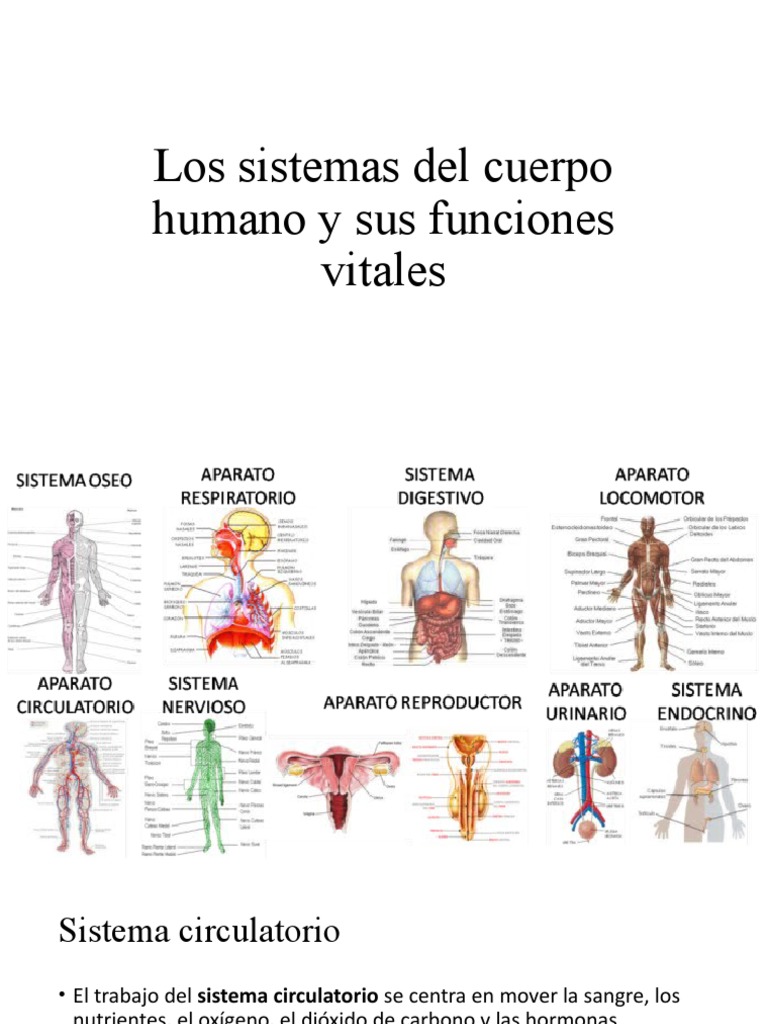 Funciones De Los Sistemas Del Cuerpo Humano Escuelapedia Recursos