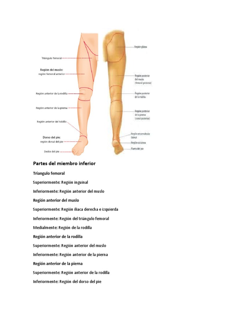 Anatomía Del Miembro Inferior E-Anatomy, 52% OFF