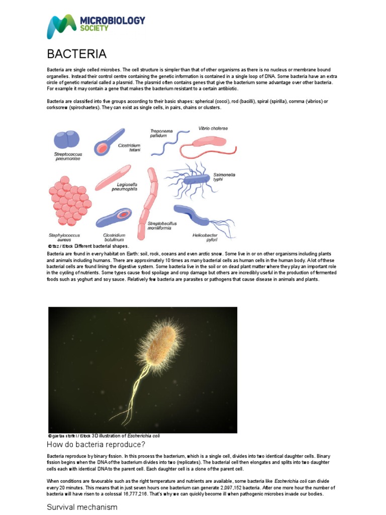 Bacteria - What Is Microbiology - Microbiology Society | PDF ...