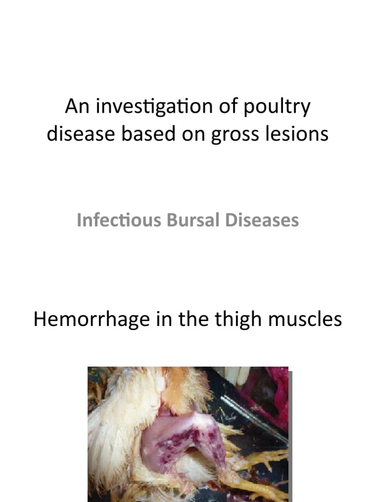An Investigation of Poultry Disease Based On Gross Lesions: Infectious ...