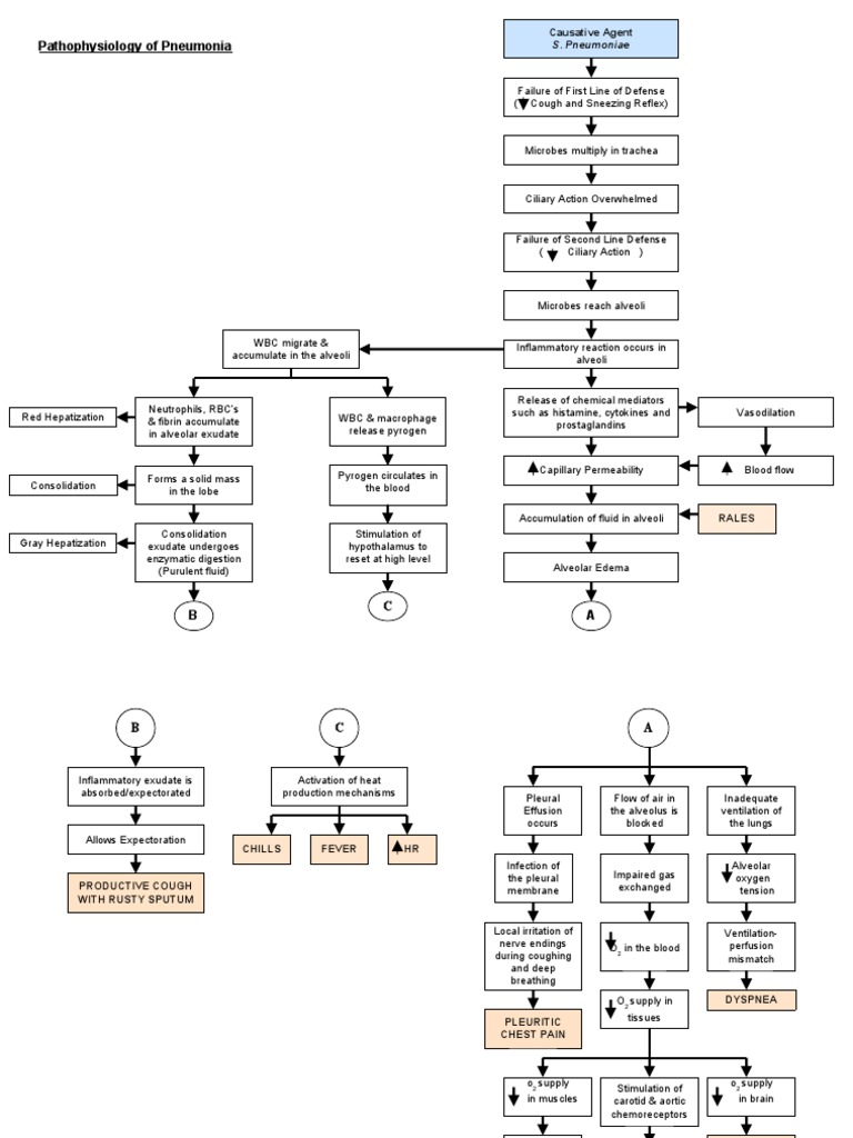 Patho Pneumonia | PDF | Respiratory System | Breathing