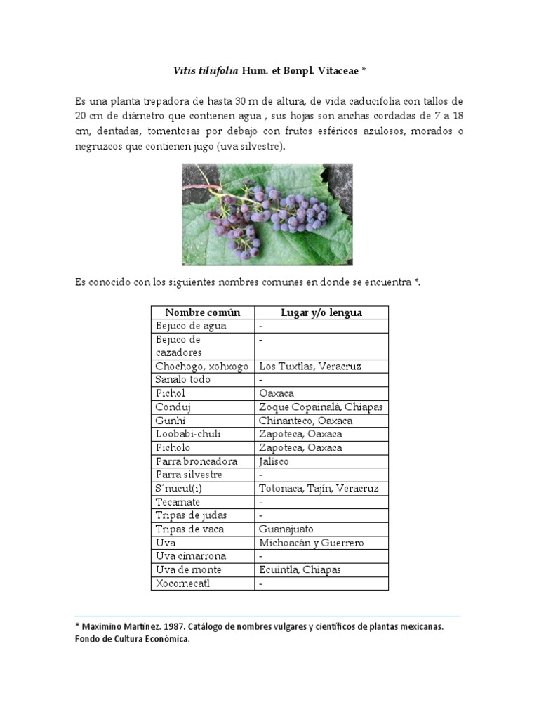 Chochogo: Uva Silvestre y Usos Medicinales | PDF | Vitis | Agricultura