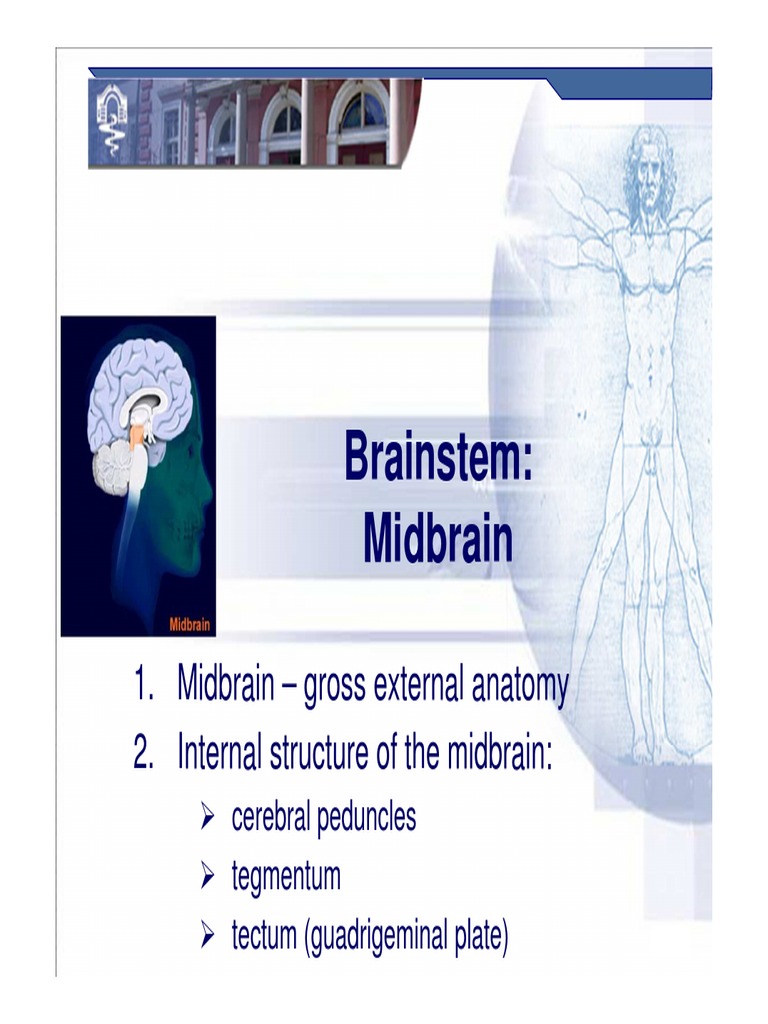 Brainstem: Midbrain: 1. Midbrain - Gross External Anatomy 2. Internal ...