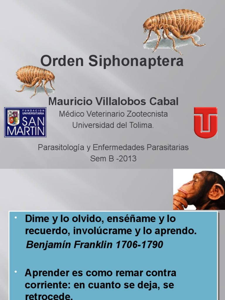Clasificación y Tratamiento de Pulgas | PDF | Animales y humanos ...