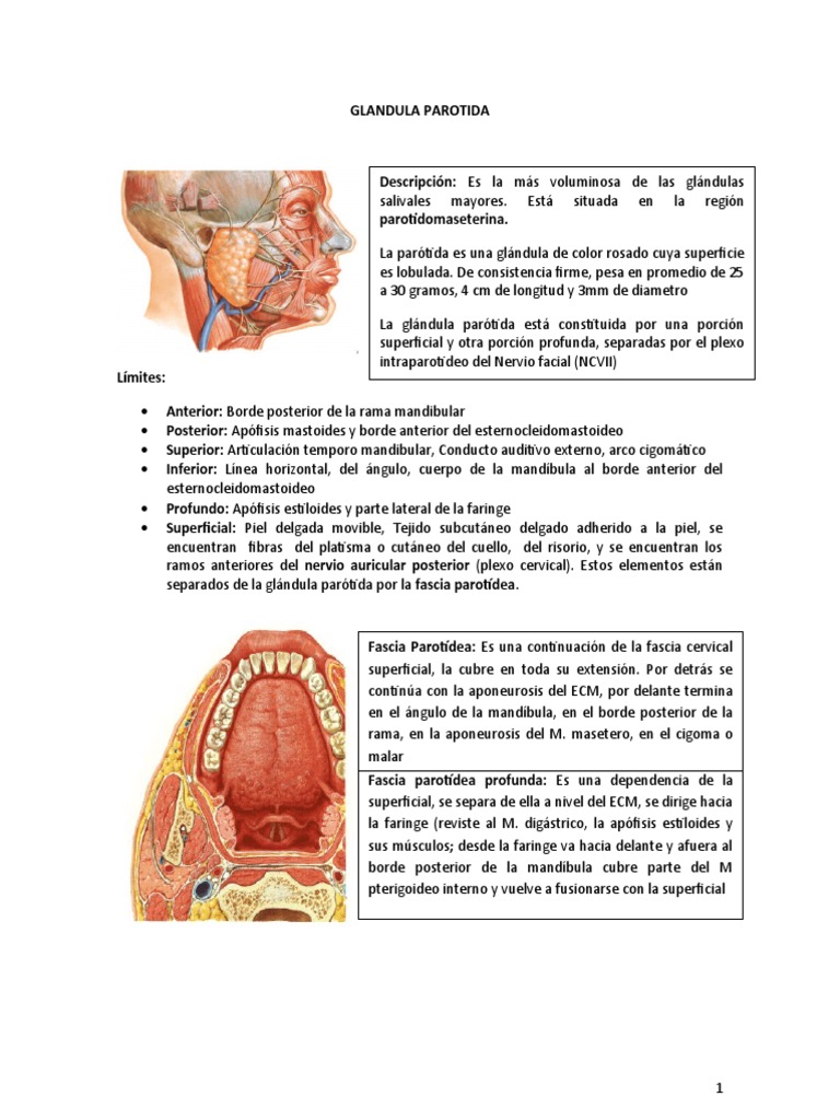 Glandula Parotida | PDF | Cabeza y cuello humanos | Anatomía humana
