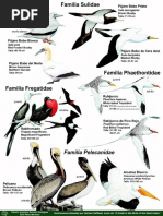 Tabela de Anilhas FOB 2025 | PDF | Aves | Ornitologia