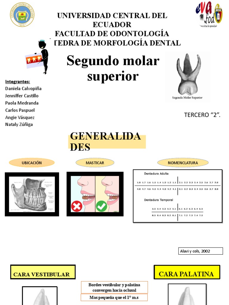 Segundo Molar Superior Completo Exposicion | PDF | Odontología | Boca