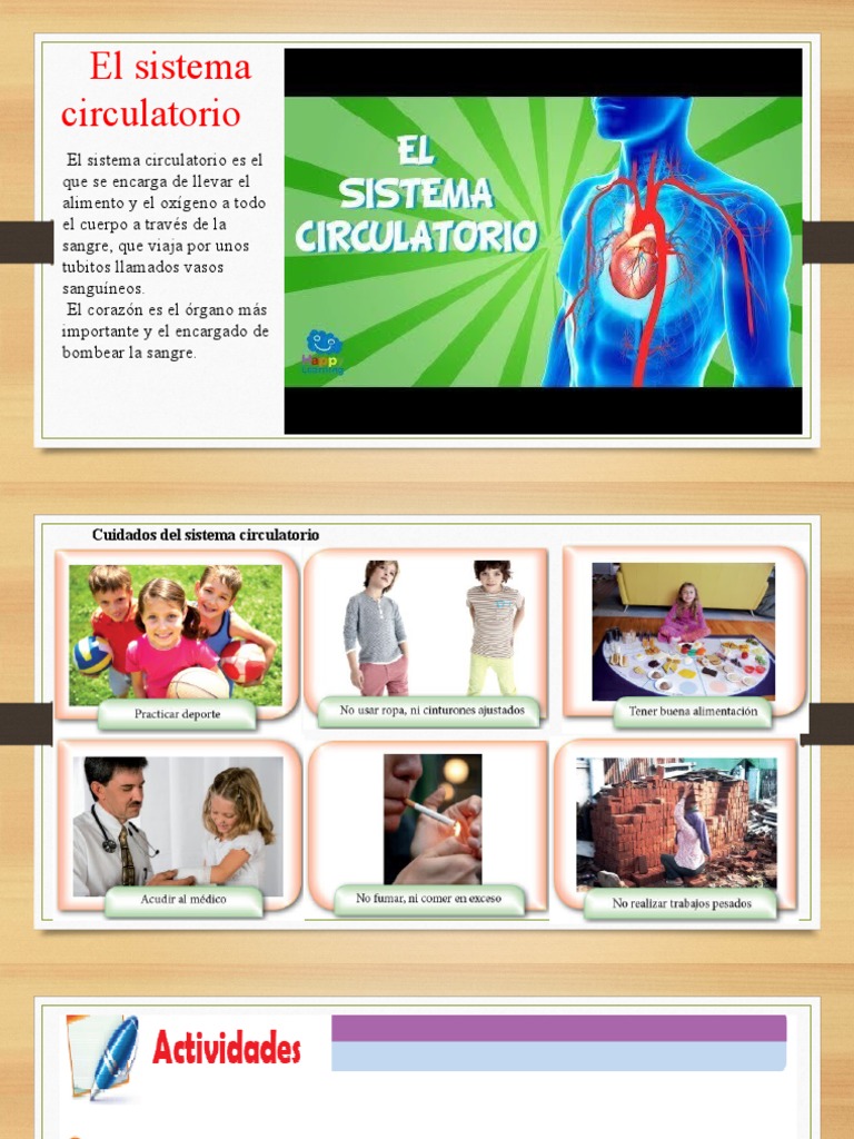 Semana 2 Sistema Circulatorio | PDF
