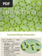 Morfología de Las Algas | PDF
