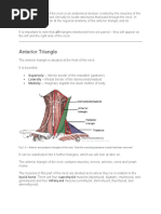 External Vs Internal Jugular Vein | PDF | Vein | Human Anatomy