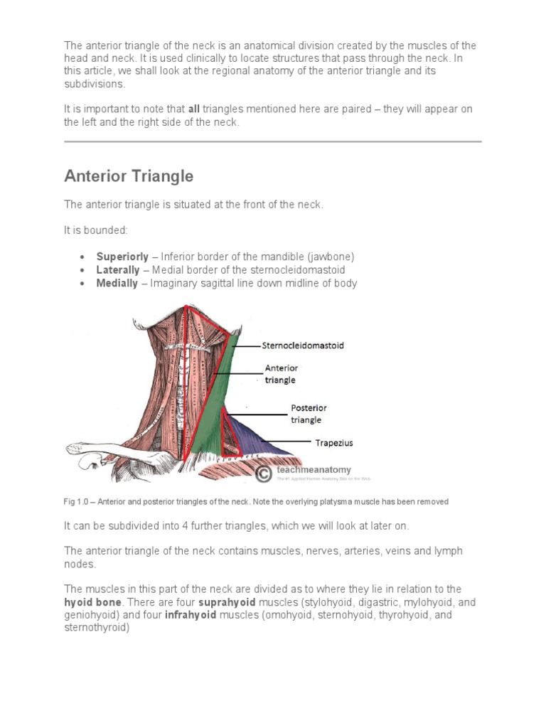 Neck Anatomy: Anterior & Posterior Triangles | PDF | Neck | Common ...