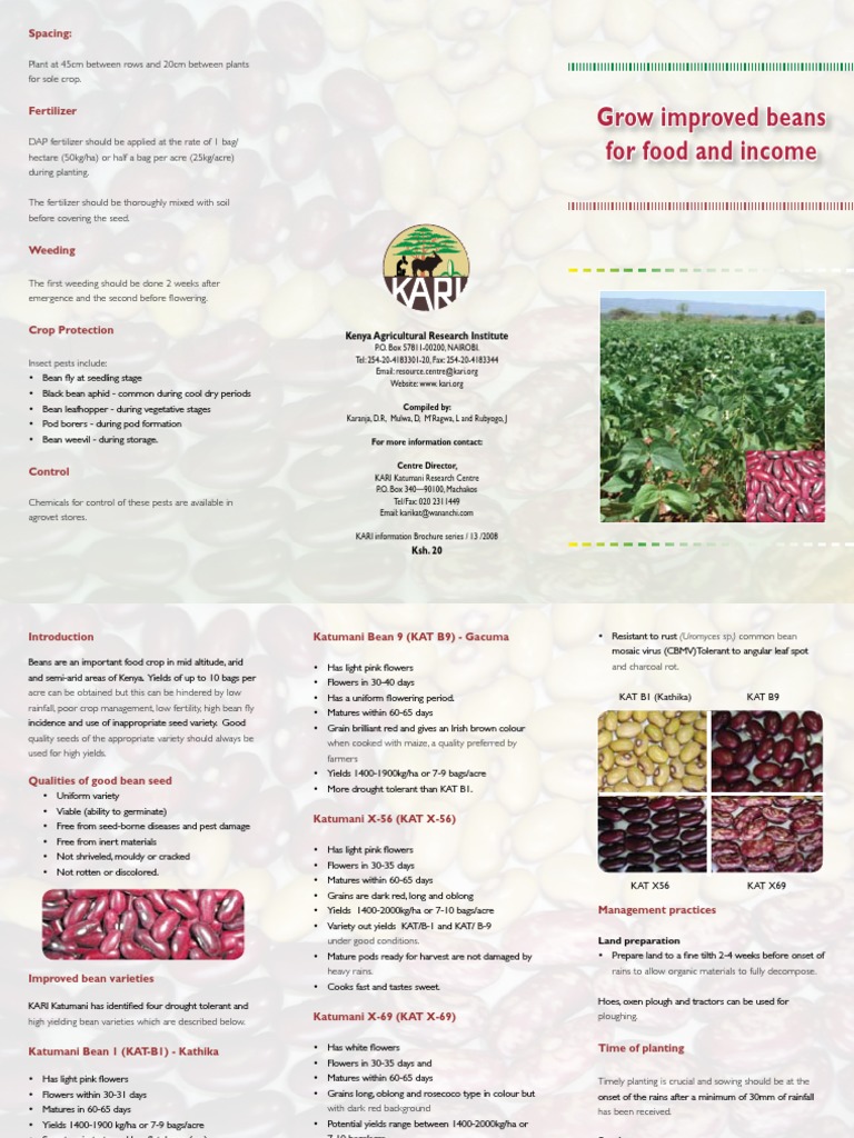 Grow Improved Beans PDF | PDF | Legume | Bean
