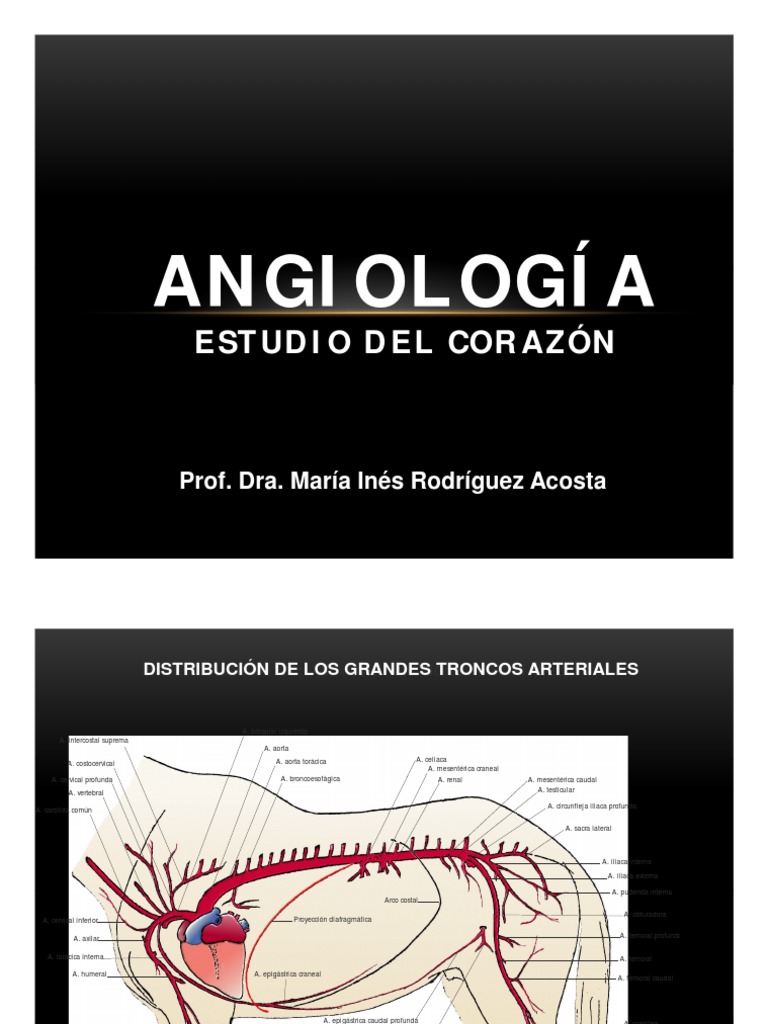 Localización del Corazón en Animales | PDF | Aorta | Corazón