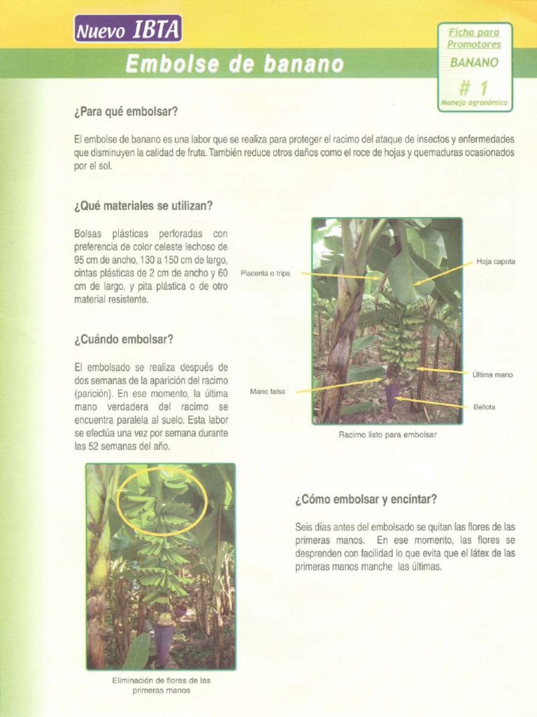 Prácticas de Manejo Banano - Protección de Racimo | PDF