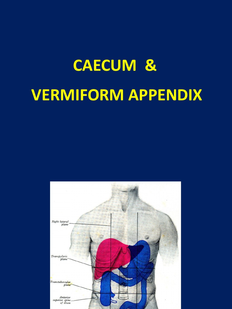 Caecum and Vermiform Appendix 1 | PDF | Large Intestine | Abdomen