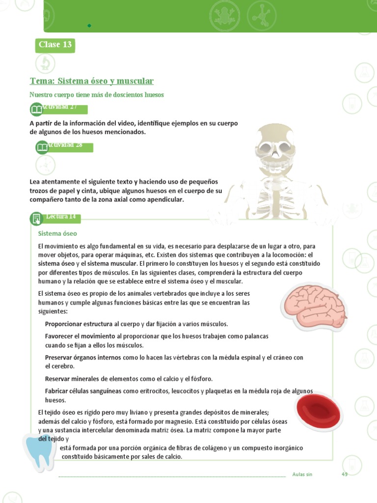 Sistema Óseo y Muscular para Niños | PDF | Hueso | Articulación