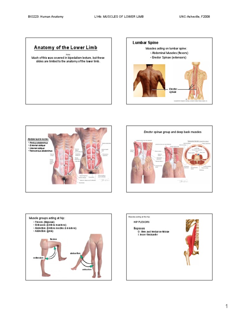 BIO223: Human Anatomy L14B: Muscles of Lower Limb UNC-Asheville, F2008 ...