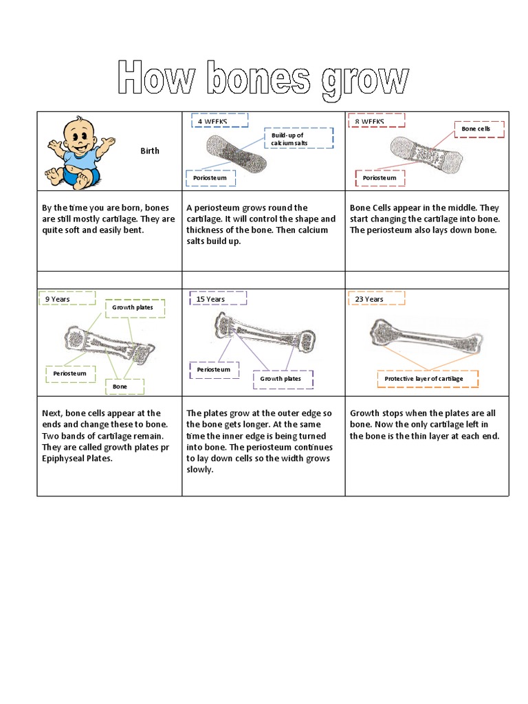 How Bones Grow | PDF