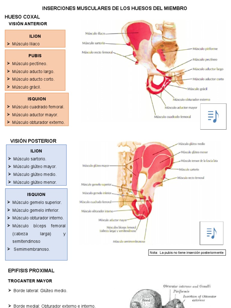 Inserciones Musculares Del Hueso Coxal Pdf
