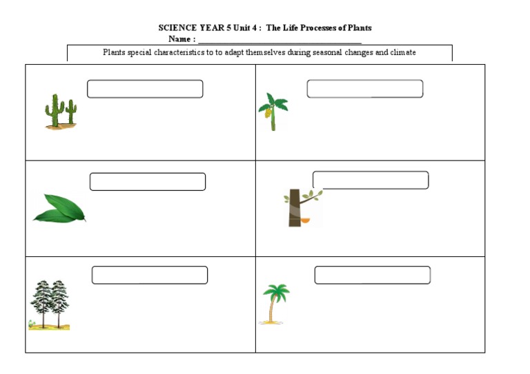 Life Processes of Plants for Class 5 | PDF