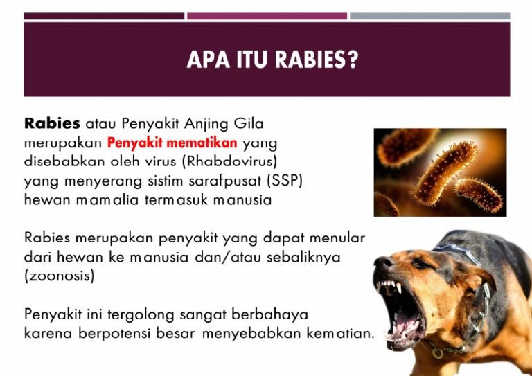 Apa Itu Rabies | PDF