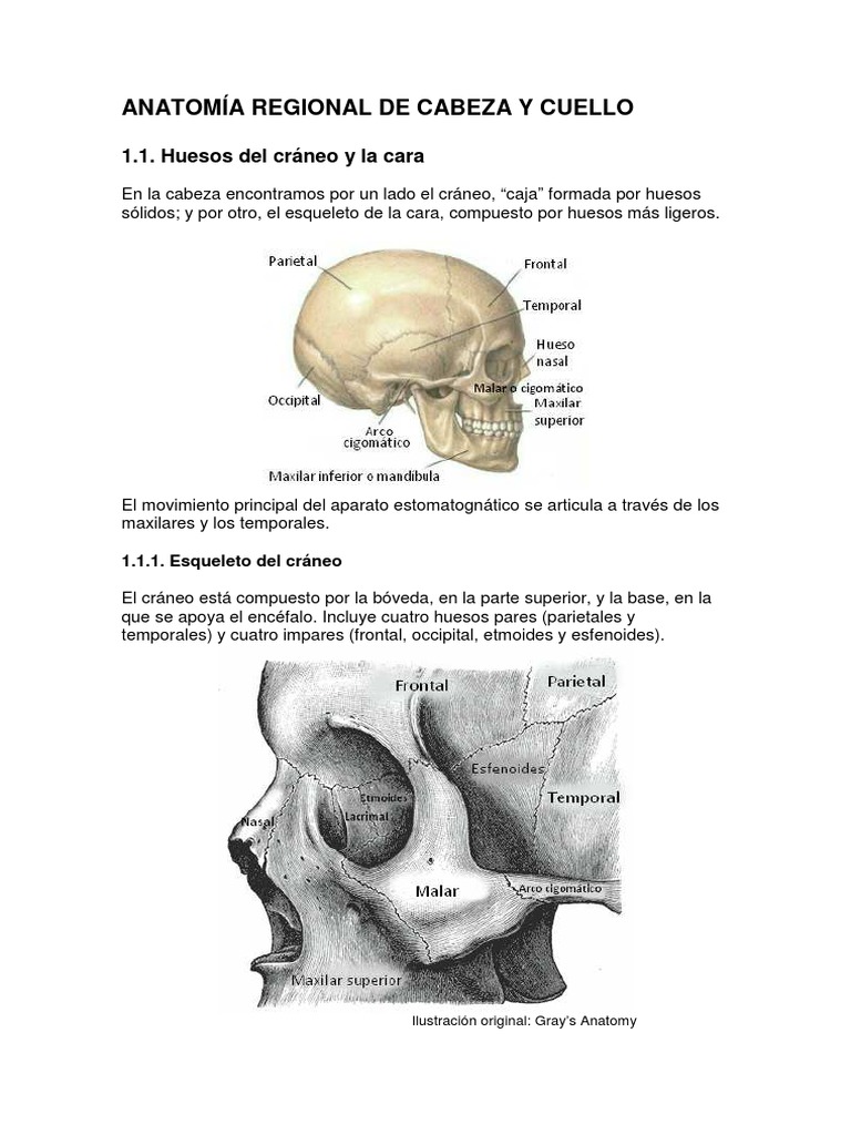 Anatomia Regional De Cabeza Y Cuello 1 1 Pdf Unduh Gratis Pdf