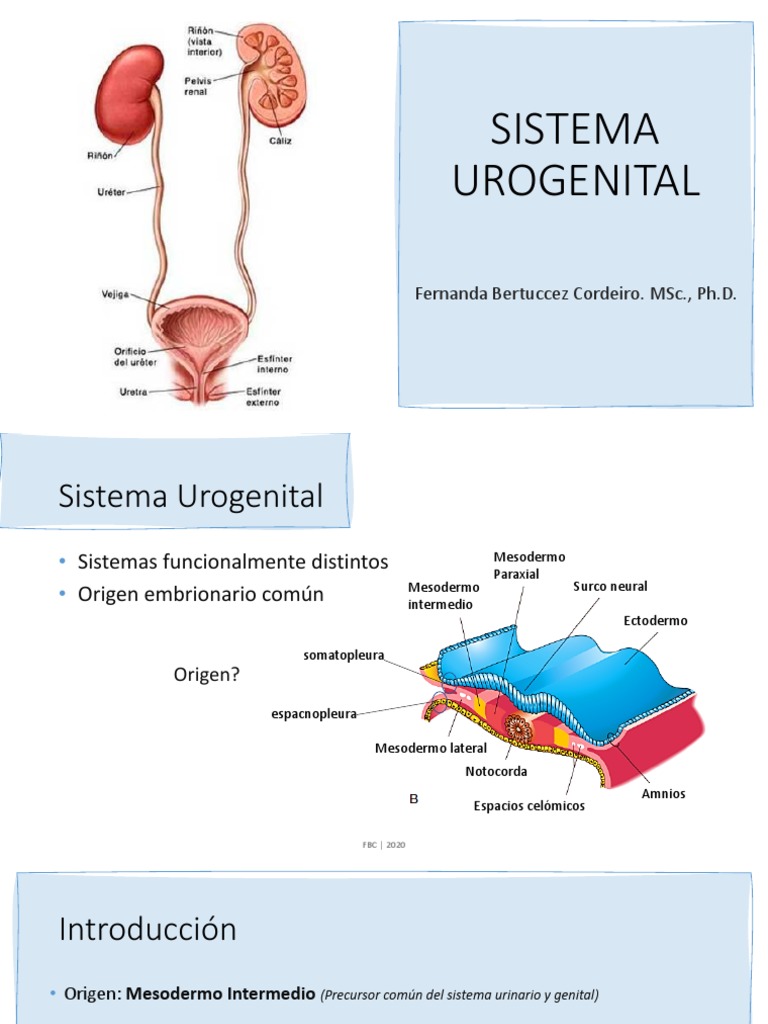 C16 - Sistema Urogenital | PDF | Riñón | Anatomía