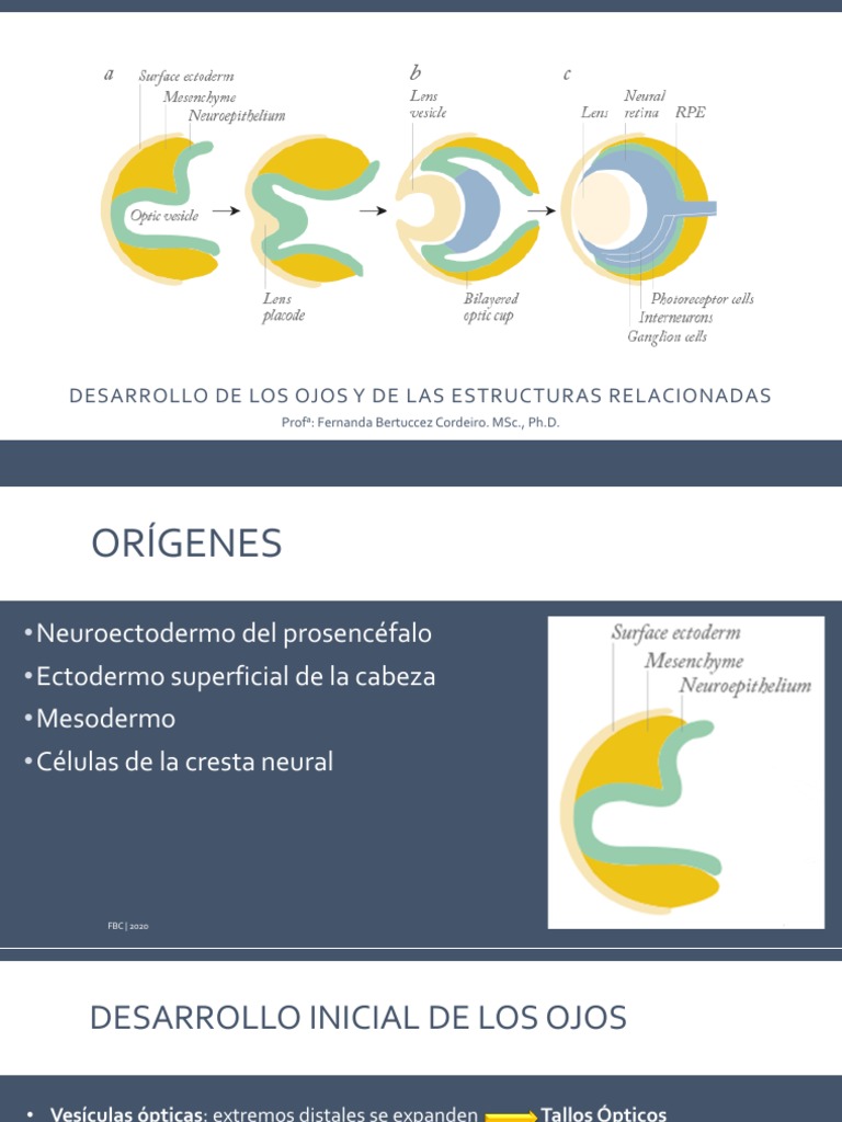 C13 - Desarrollo de Los Ojos y Oidos | PDF | Ojo humano | Oído