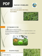 Ficha Técnica Del Pasto Guinea (Panicum Máximum Cv. Guinea Común) | PDF