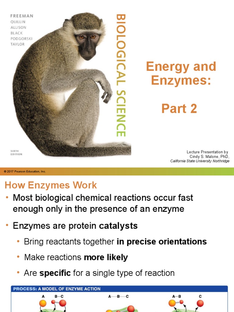 Energy and Enzymes:: Lecture Presentation by Cindy S. Malone, PHD | PDF ...