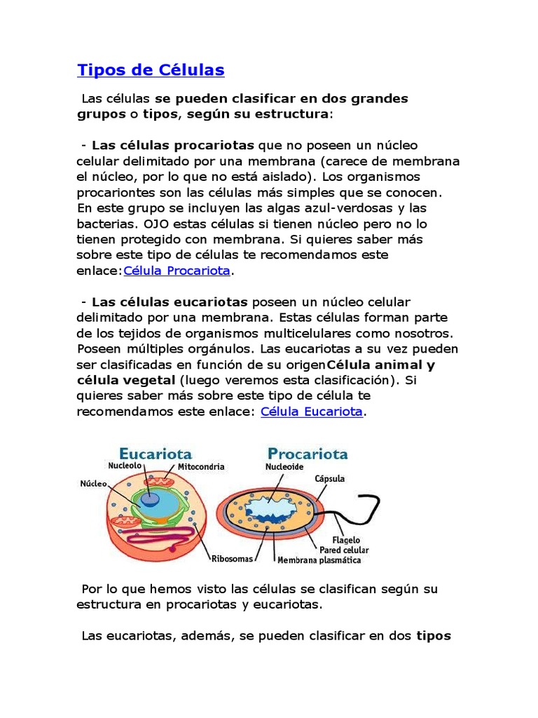 Tipos de Células | PDF