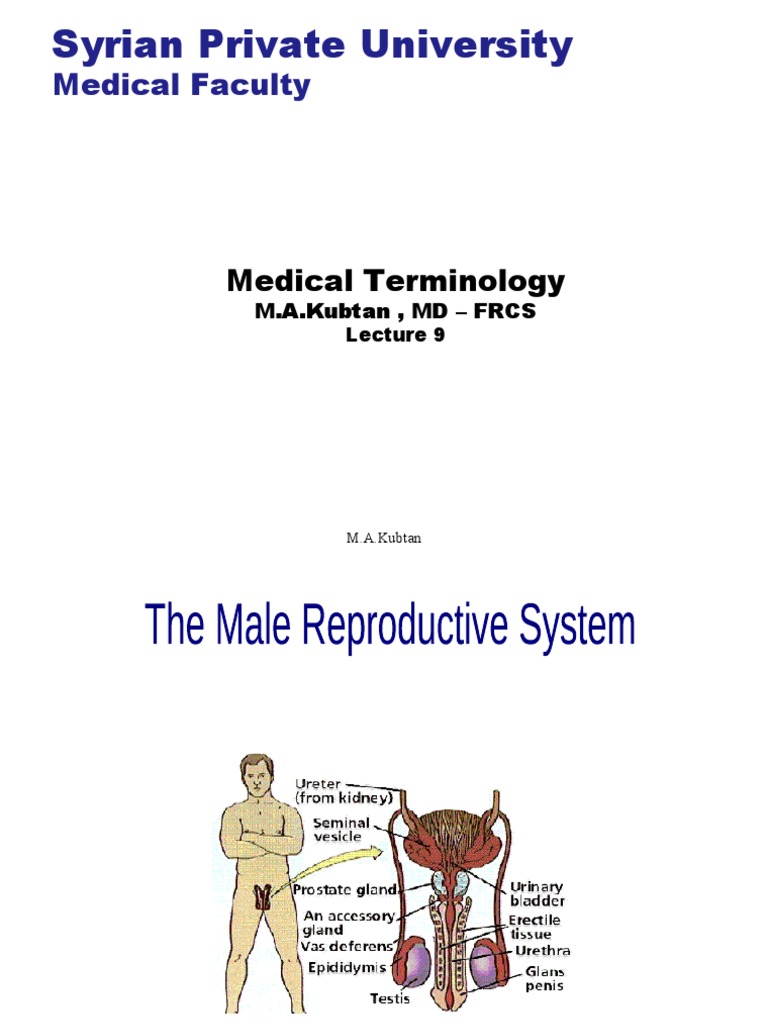 9 Male Reproductive System Lecture | PDF | Prostate | Prostate Specific ...