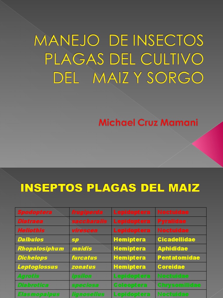 Manejo de Insectos Plagas Del Maiz | PDF | Maíz | Insectos
