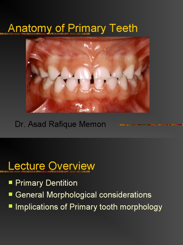 Anatomy of Primary Teeth: Dr. Asad Rafique Memon | PDF | Tooth | Mouth
