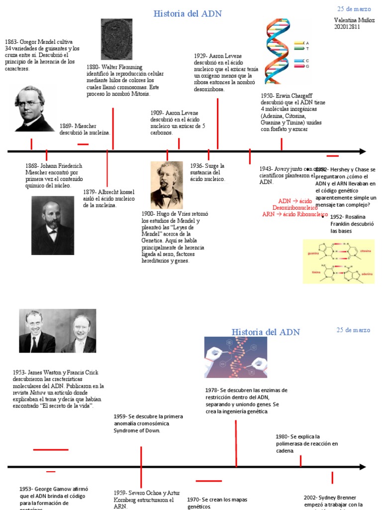 Linea Del Tiempo Hitoria Del ADN | PDF | Adn | Genética