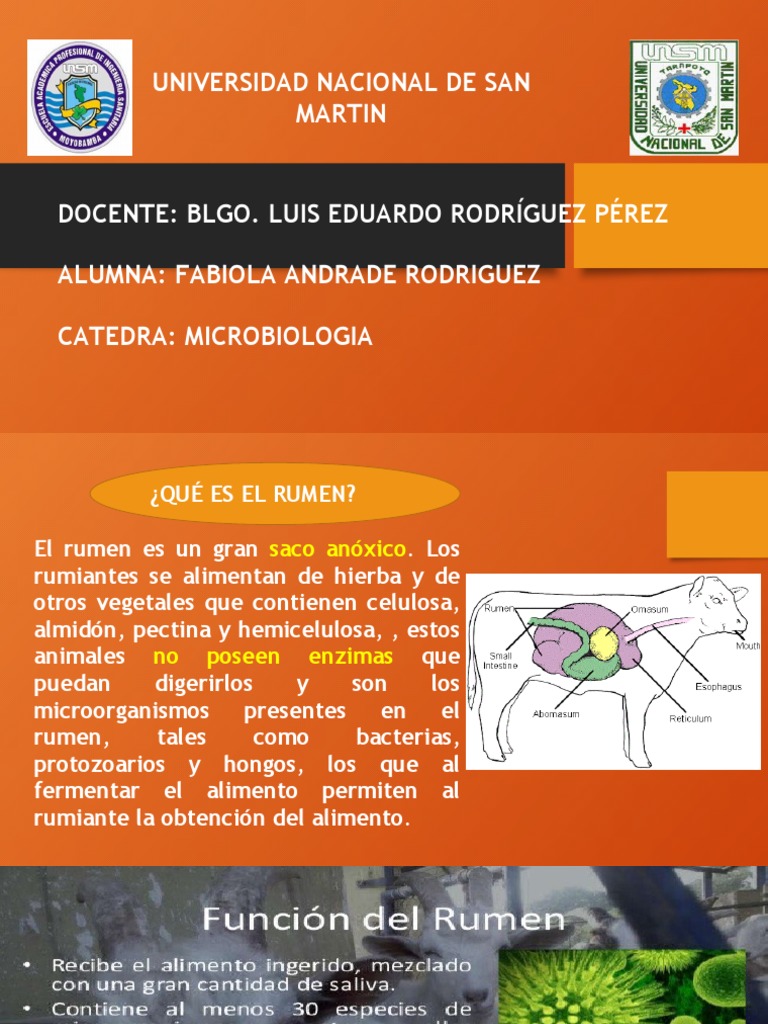 RUMEN | PDF | Rumiante | Digestión
