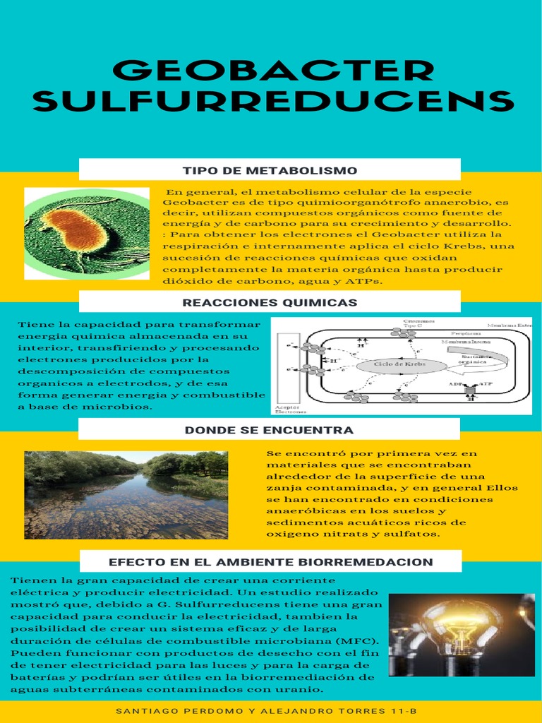 Geobacter Sulfurreducens | PDF