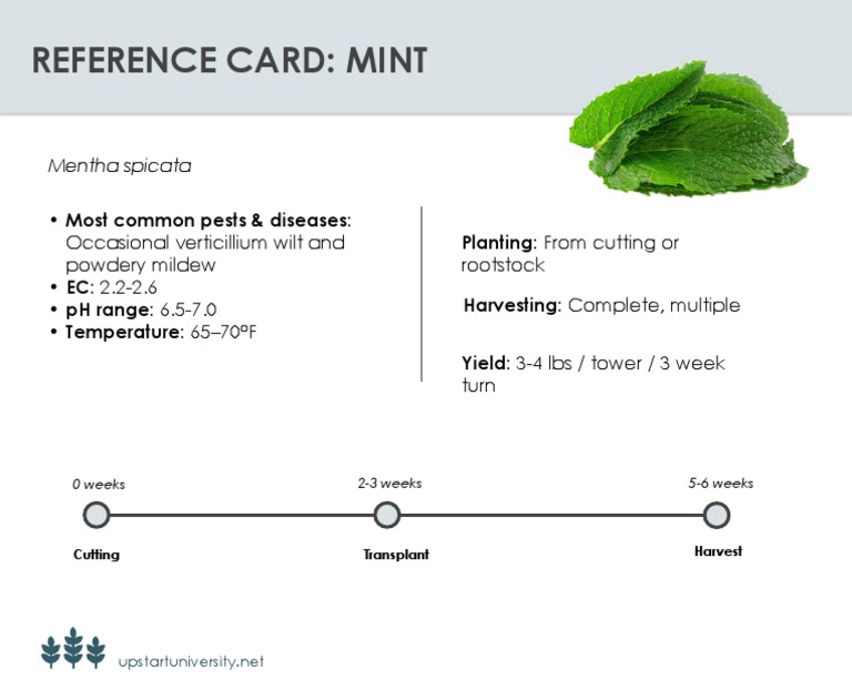 Reference Card Mint | PDF | Home & Garden | Cooking, Food & Wine