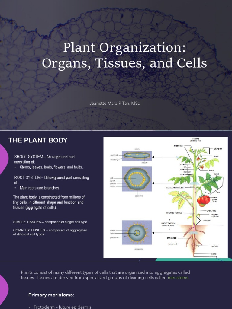 Plant Organization: Organs, Tissues, and Cells: Jeanette Mara P. Tan ...