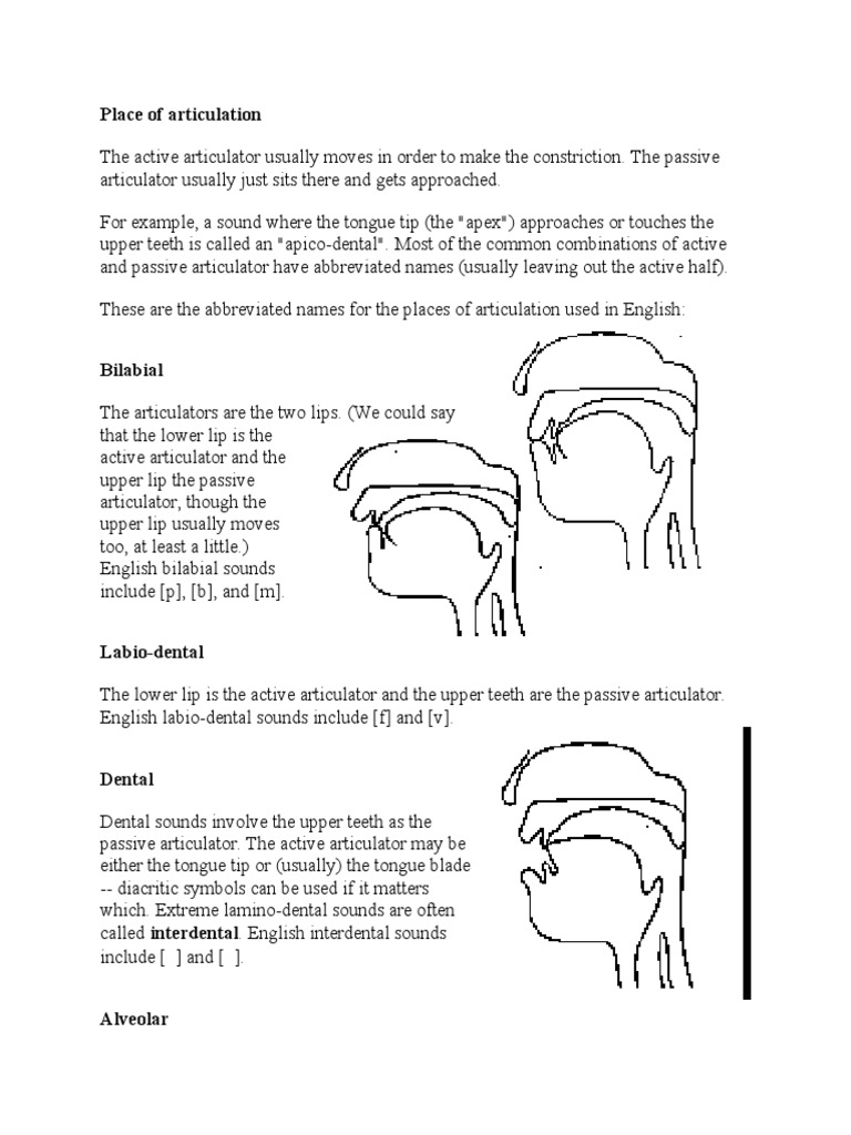 Active and Passive Articulators Explained | PDF | Human Voice | Phonetics