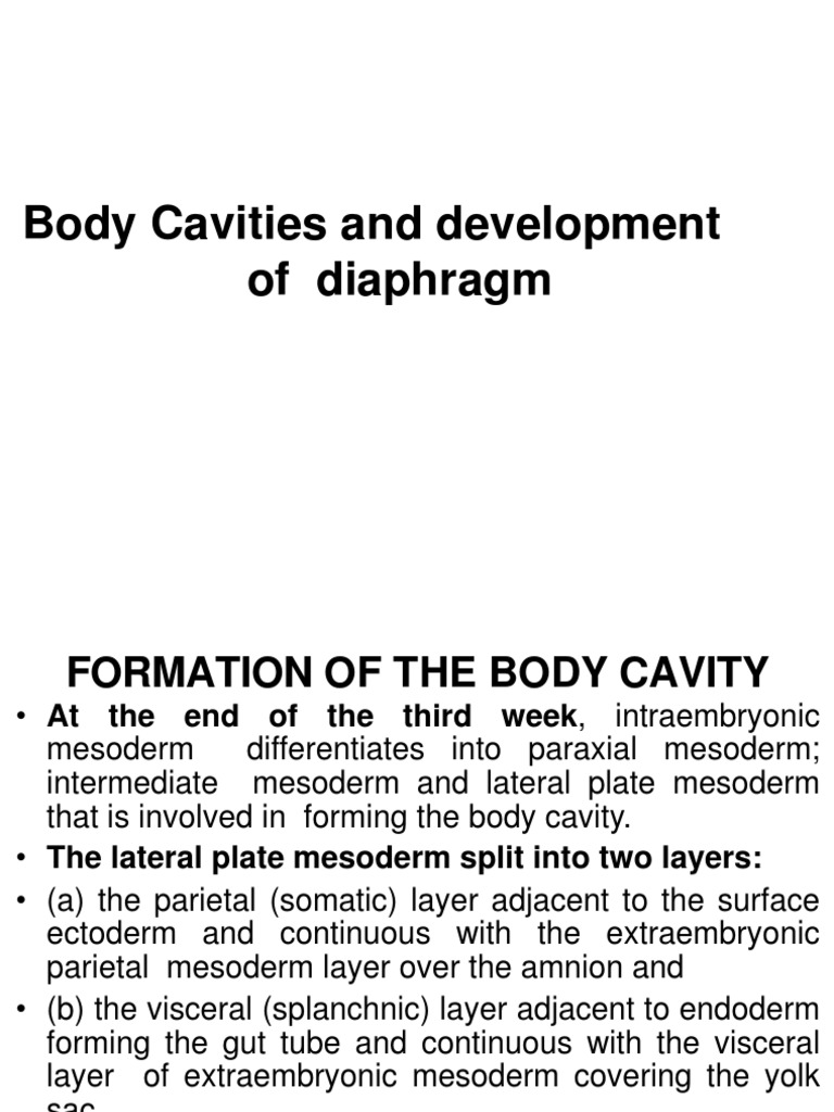 Body Cavities and Diaphragm 15 | PDF | Peritoneum | Animal Anatomy
