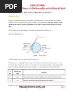 Grade 12 Life Science The Eye | PDF | Eye | Myopia