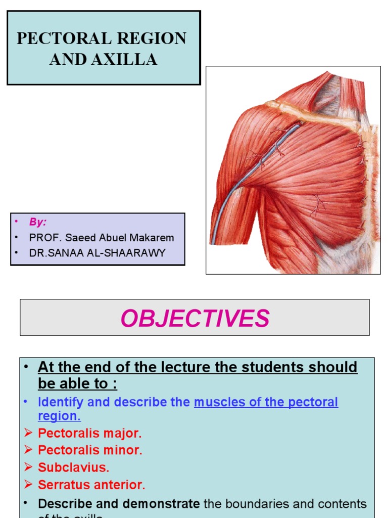 Pectoral Region & Axilla | PDF | Human Anatomy | Musculoskeletal System
