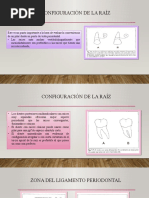 Efecto Ferula en Protesis Fija | PDF | Dentadura postiza | Boca